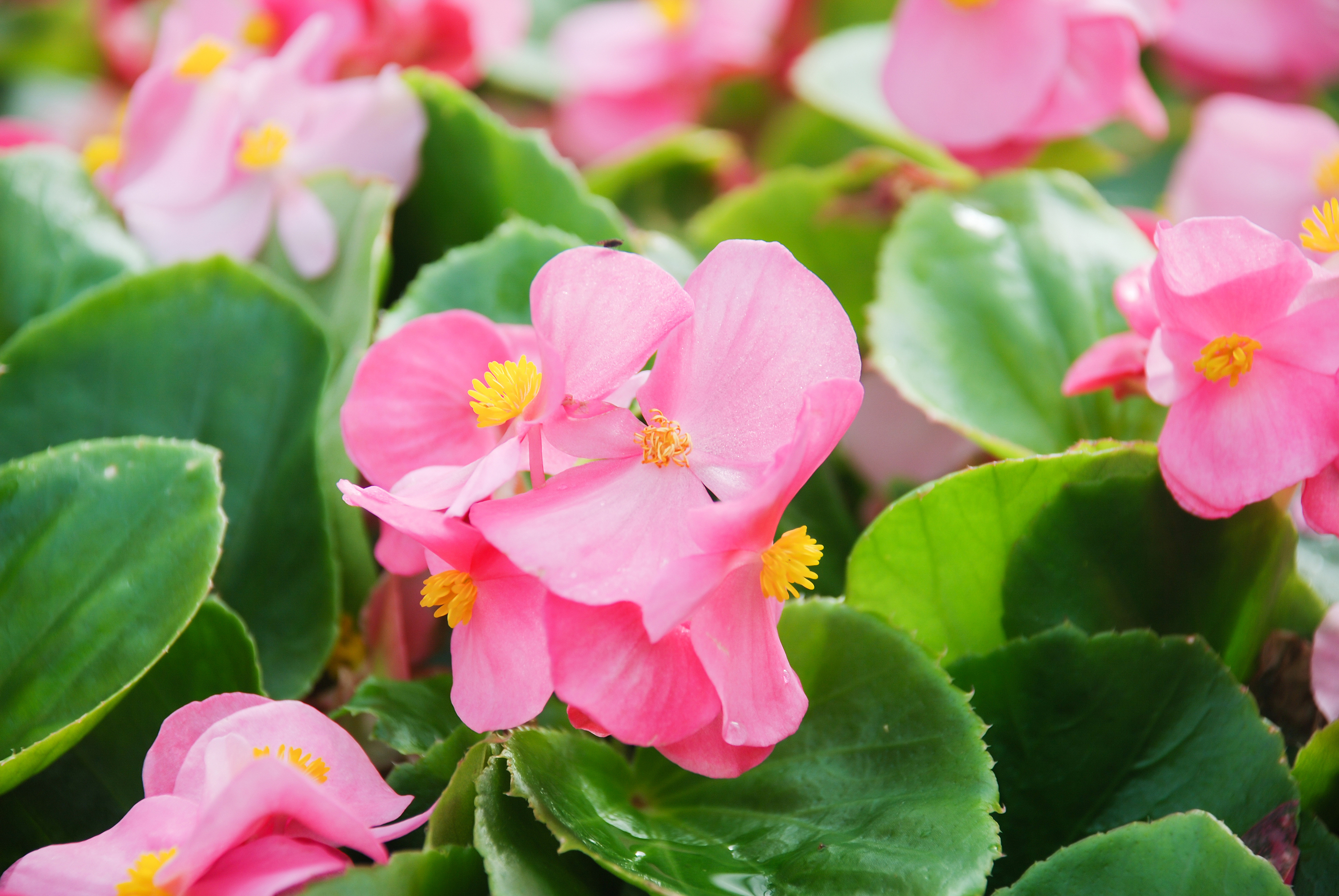 Heat Tolerant Plants For Dallas Heat Resistant Beauties: 7 Plants That
